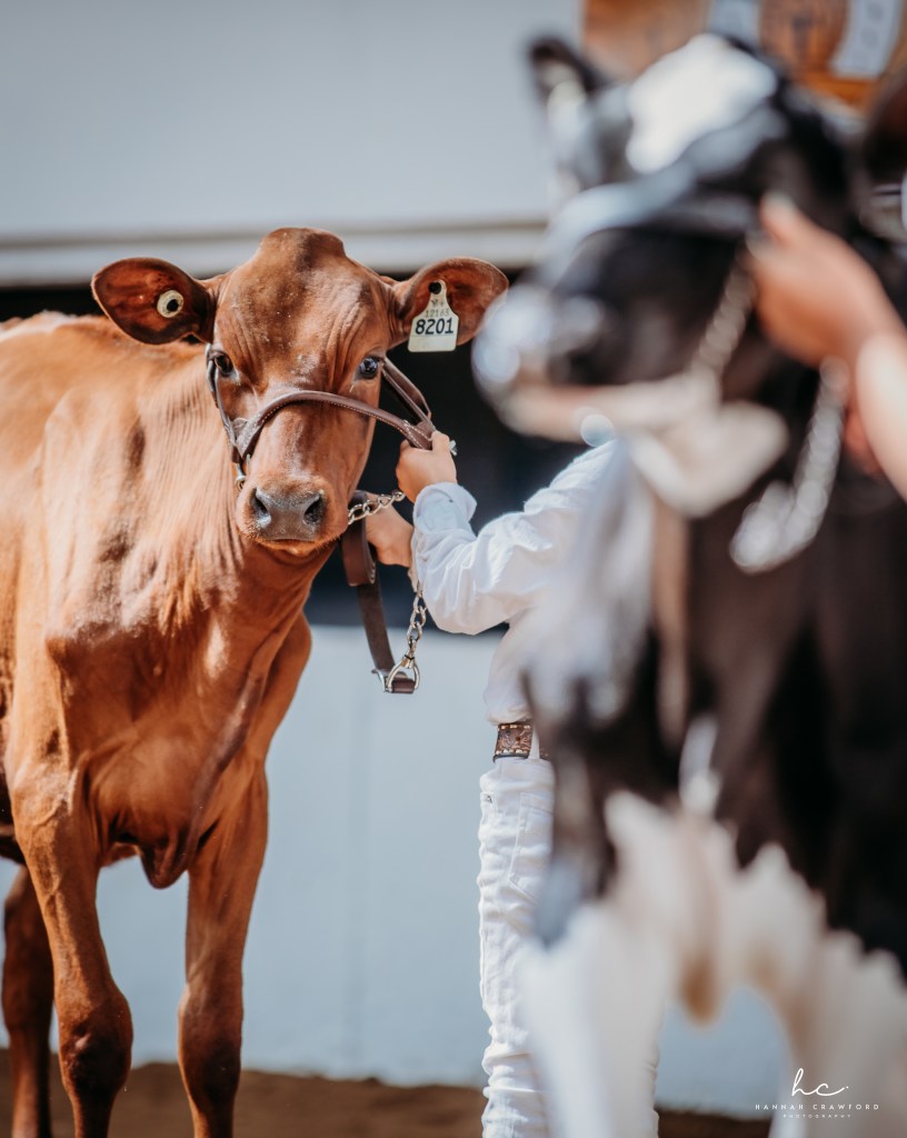 Expo Ormstown - The Livestock Breeders Association